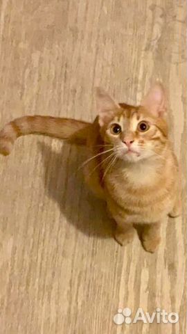 Сверхласковый домашний котик в дар