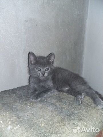 Красивые котики 2 мес