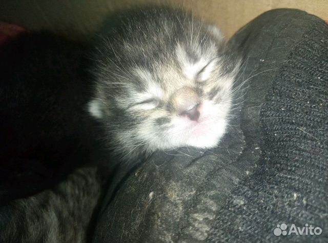 Котята в добрые руки