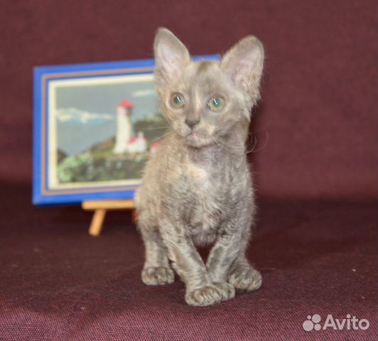 Лекарство от дипрессии-уральский рекс