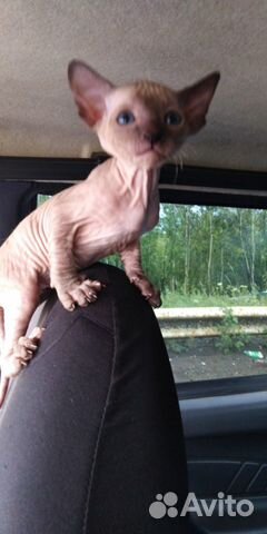 Котенок Сфинкс, отдам даром