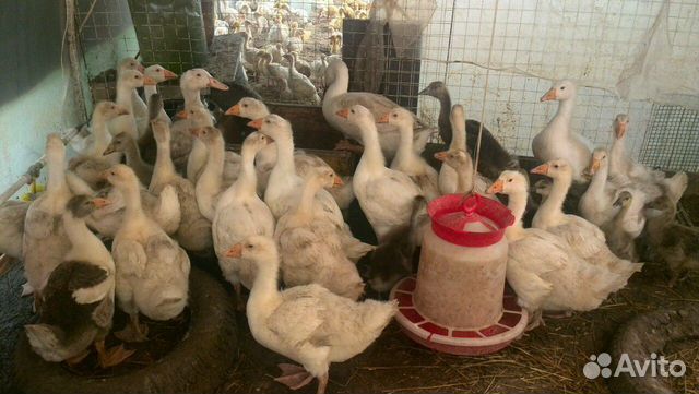 Гуси подрощенные