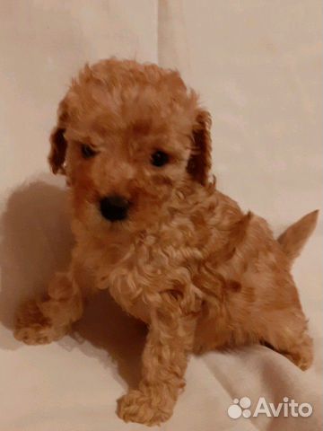 Малыши-кудряши