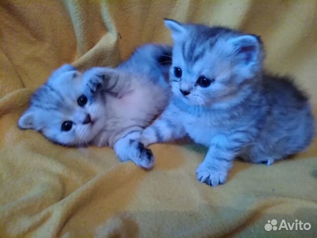 Шотландские котята-очаровашки