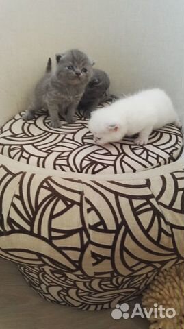 Чудные шотланские котята
