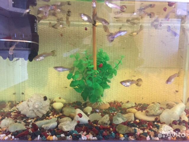 Рыбки Гуппи. Мальки и взрослые