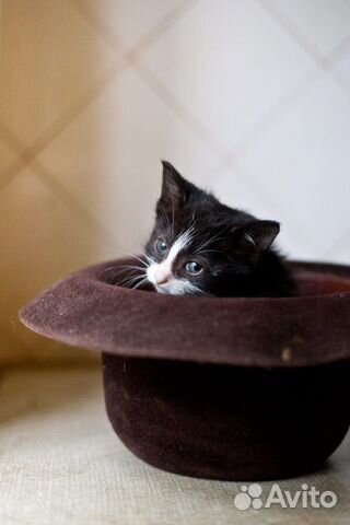 Чудо в шляпе. Котёнок, девочка