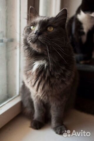 Царь котов. Нибелунг