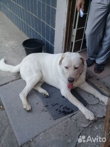 Найдена собака