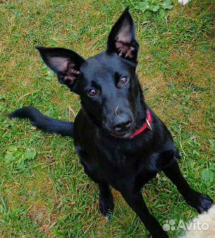 Метис лабрадора в дар