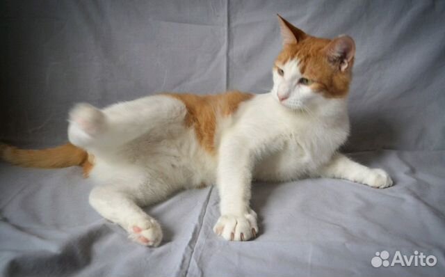 Котик в добрые руки