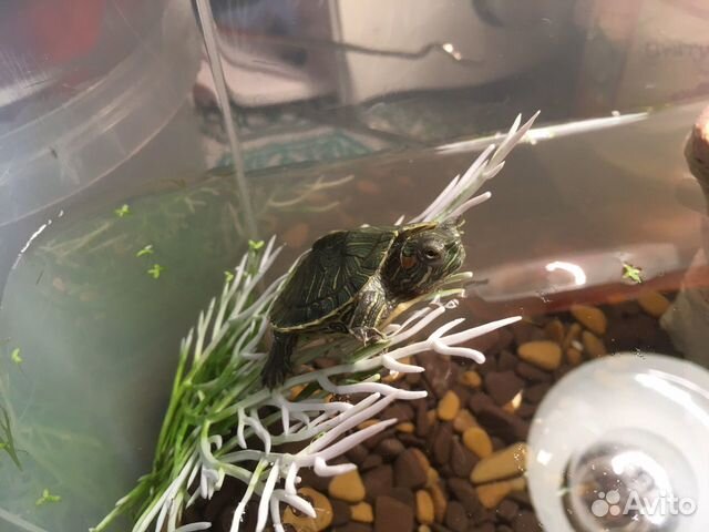 Отдам в добрые руки маленькую черепашку