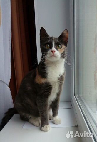 Смешная кошечка Виски ищет новую хозяйку