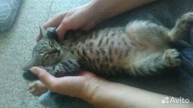 Котёнок Шерхан