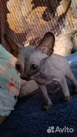 Котейки сфинксинята