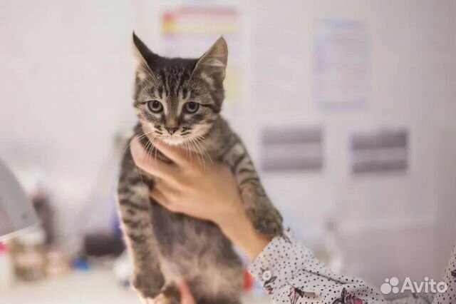 Котенок Матроскин ищет дом
