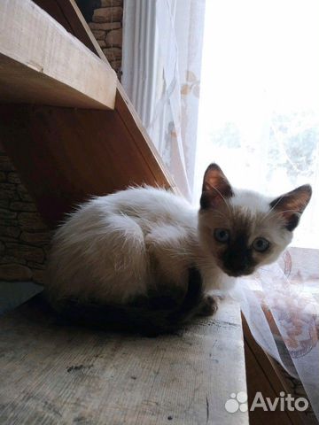 Сиамские котята