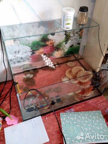 Красноухая черепаха (аквариум с освещением, водона