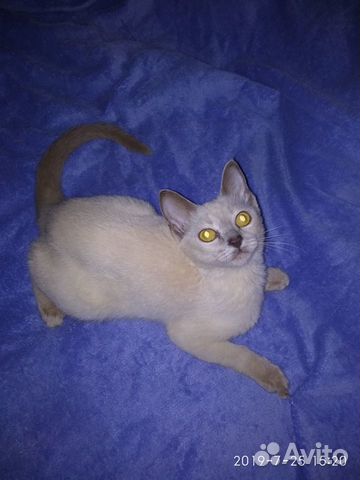 Тонкинская Девочка Лиловая Норка