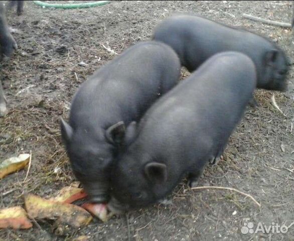 Вьетнамских поросят, и поросят породы кармалы