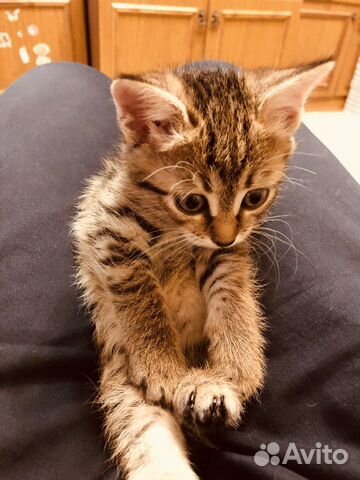 Умный сибирский котенок (мальчик, 4 нед.)