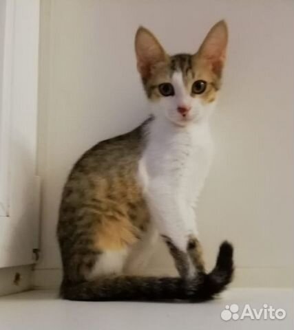 Фунтик- в добрые руки