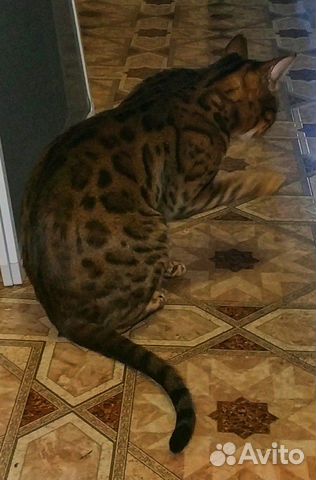 Бенгальская пара кот и кошка. Даром