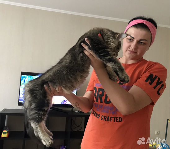 Суперские котята Мейн-кун