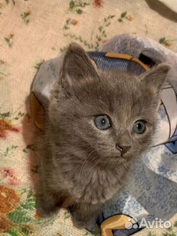 Русская Голубая котёнок