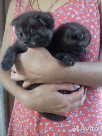 Котята британские вислоухие полукровки