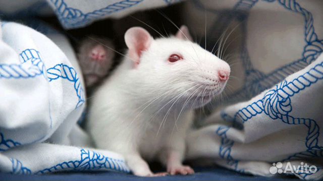 Крыса декоративная