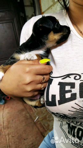 Метис Йорка и тойчика