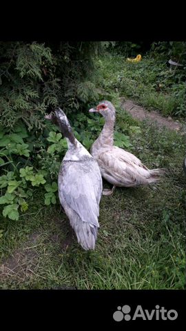 Яйцо лаванда и голубые индоутки