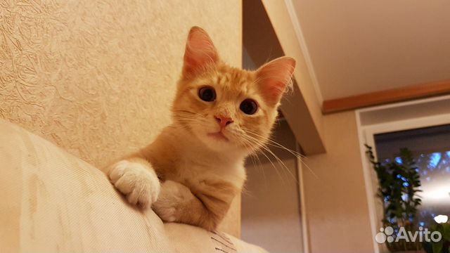 Яша - золотое счастье в дар