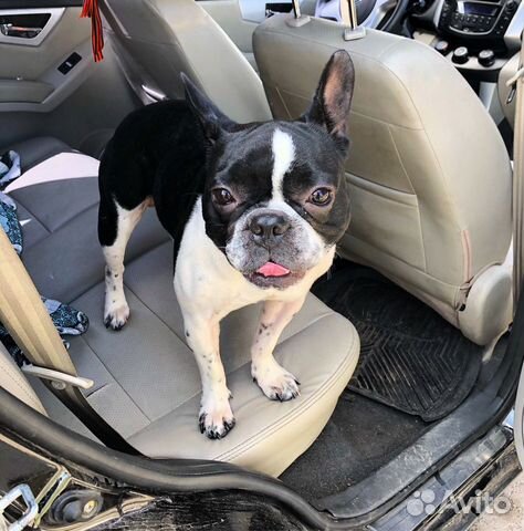 Красавчик для вязки