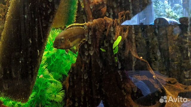 Цихлида-Меланохромис ауратус