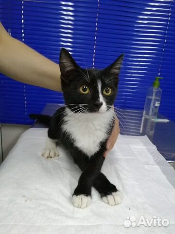 Оливер в добрые руки