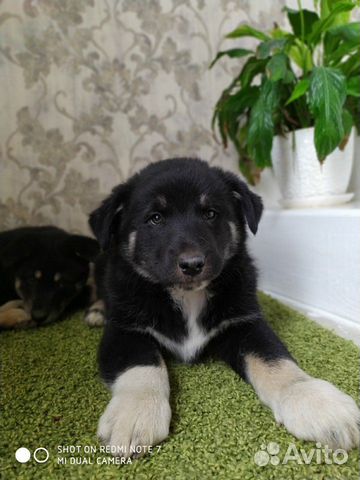 Метисы Маламута