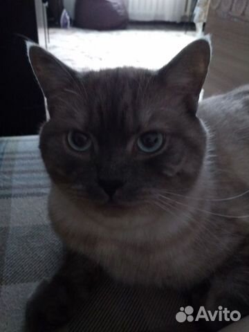 Потерялся кот