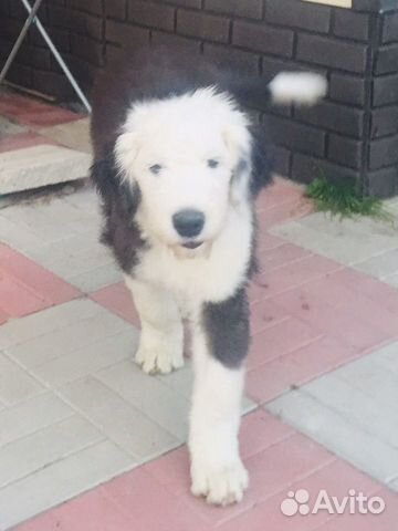 Щенок бобтейла