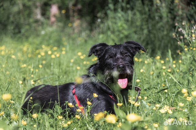 Симона. Добрая спокойная собака. Бесплатно