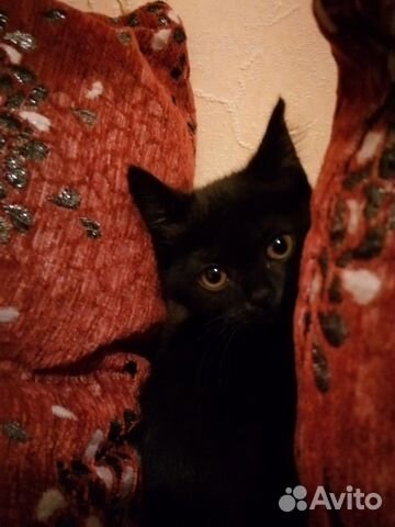 Котёнку нужен дом