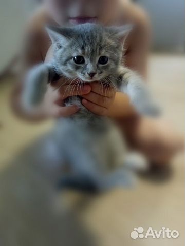 Отдадим котенка 1.5 месяцев в хорошие руки