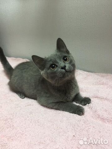 Котёнок мальчик 3 мес породы русская голубая в доб
