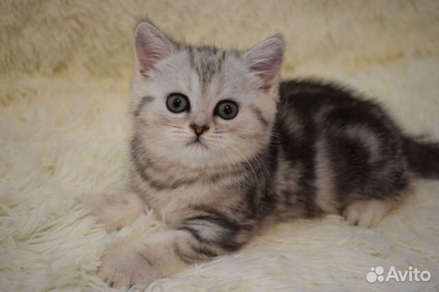 Шотландские котятки