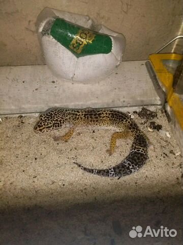 Эублефар мальчик