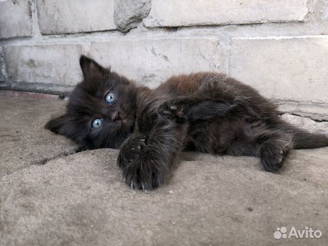 Котик ищет дом