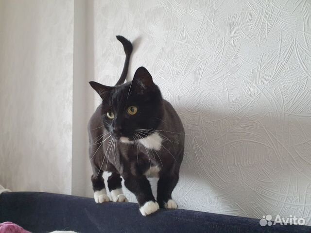 Котик в добрые руки