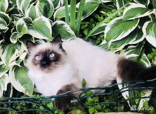 Котята Невской маскарадной