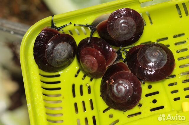 Улитка Караколус экселенс